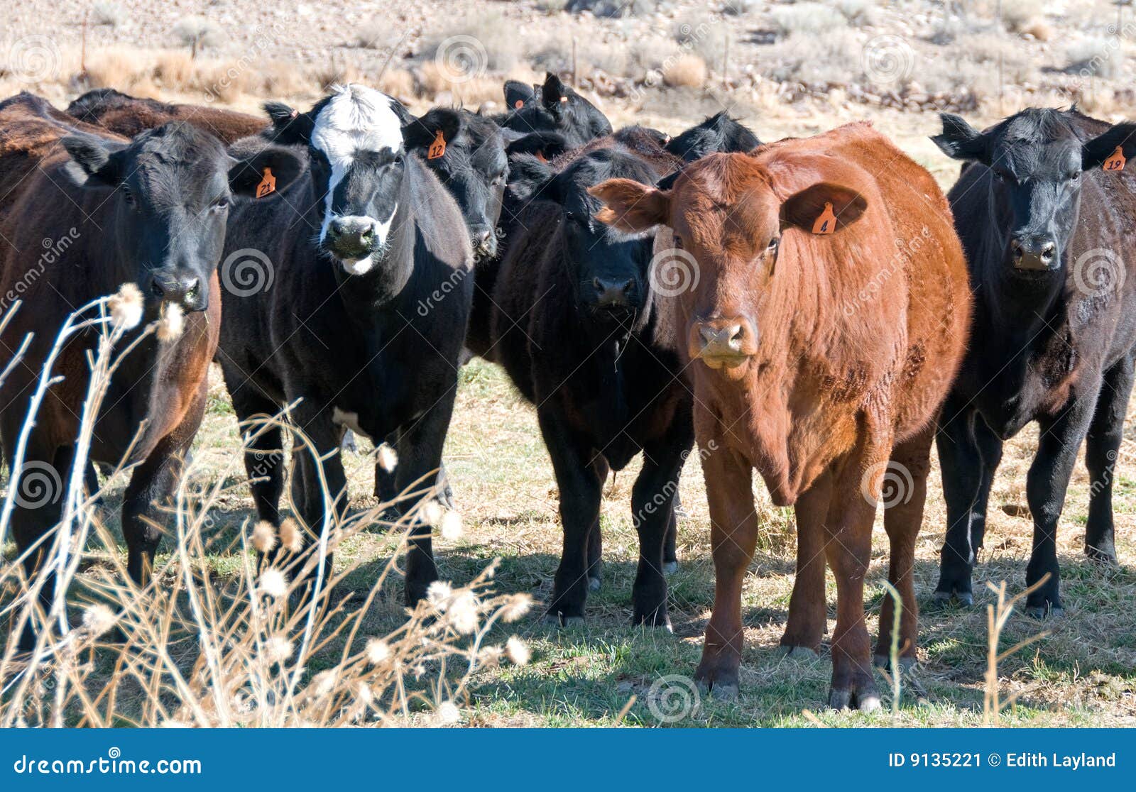 Numbered Cattle stock image. Image of bovine, cattle, animals - 9135221