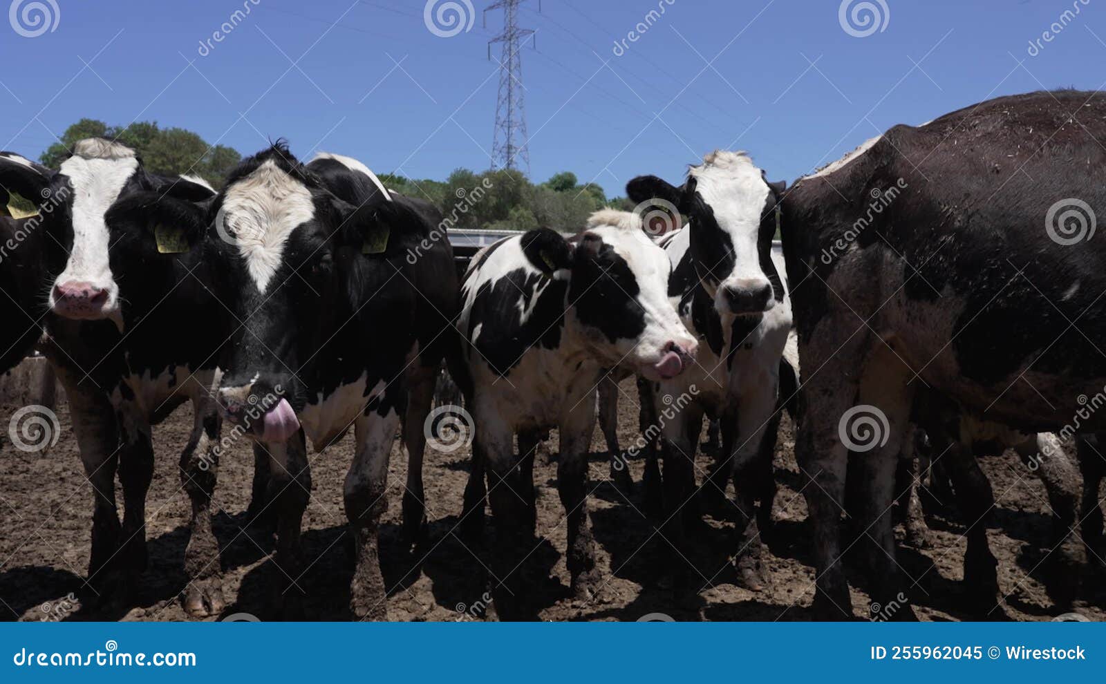 Numbered Cattle in the Livestock Farming Stock Video - Video of rural ...