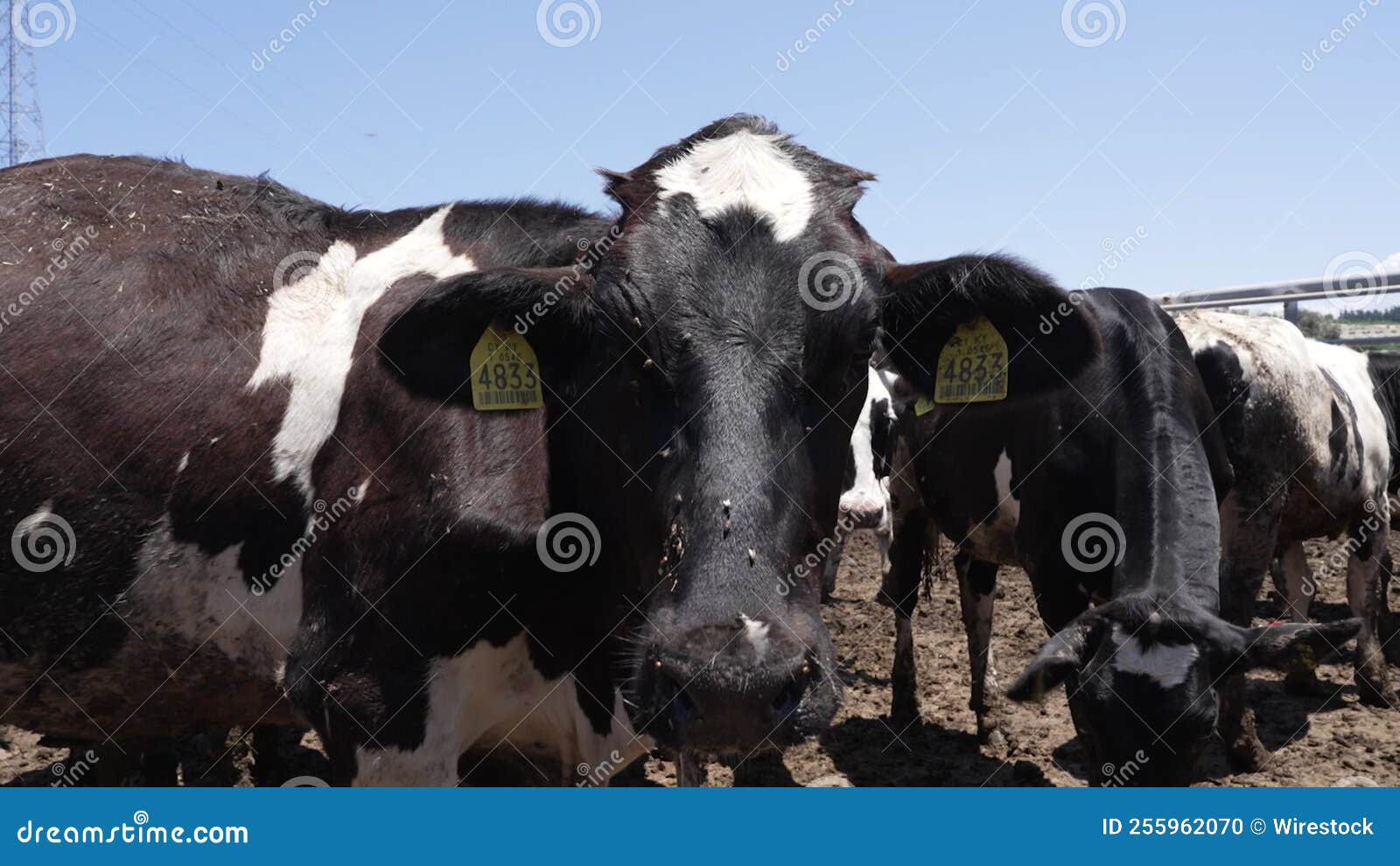 Numbered Cattle in the Livestock Farming Stock Footage - Video of herd ...