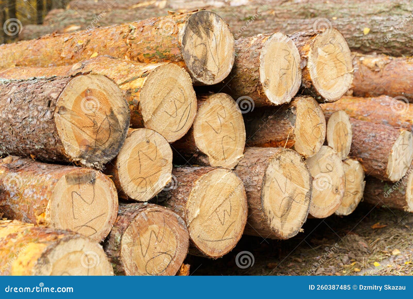 Numbered Log Trunks Stacked in the Forest. Stock Image - Image of ...