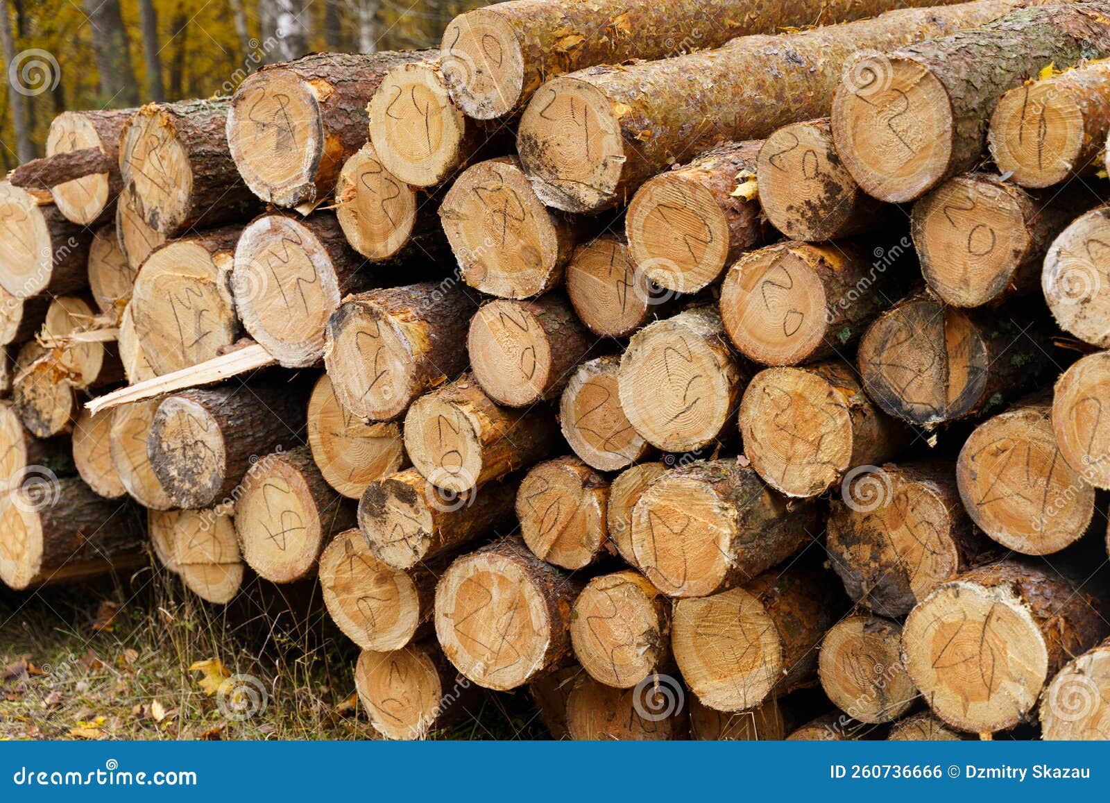 Numbered Log Trunks Stacked in the Forest. Stock Photo - Image of ...