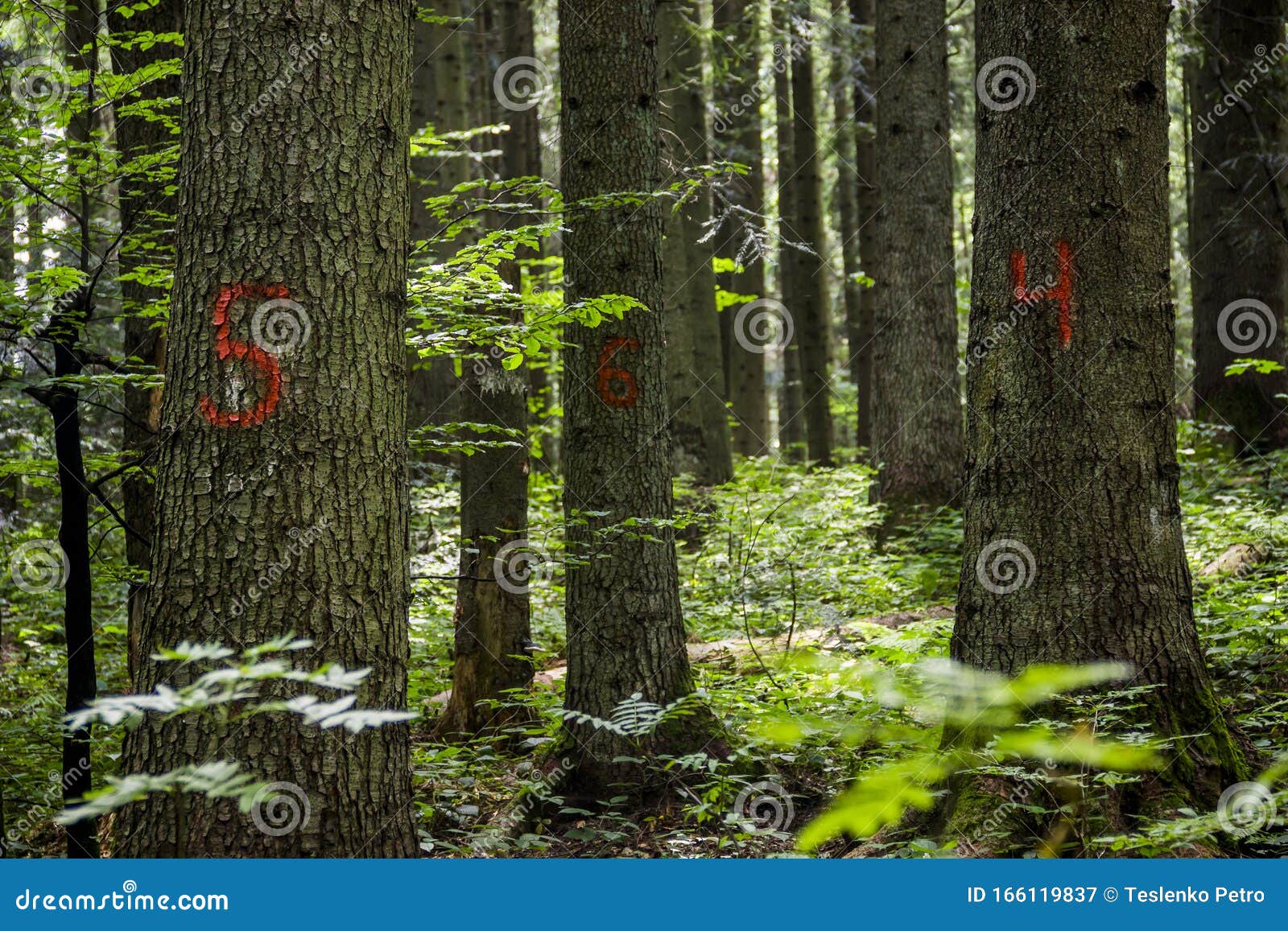 A numbered tree in forest stock image. Image of numbered - 166119837
