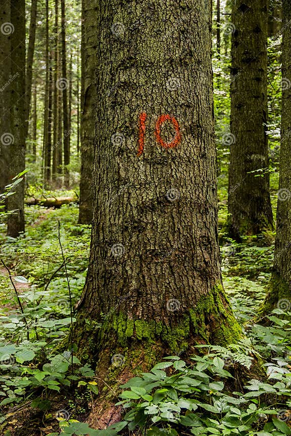 A numbered tree in forest stock photo. Image of ecosystem - 166119894