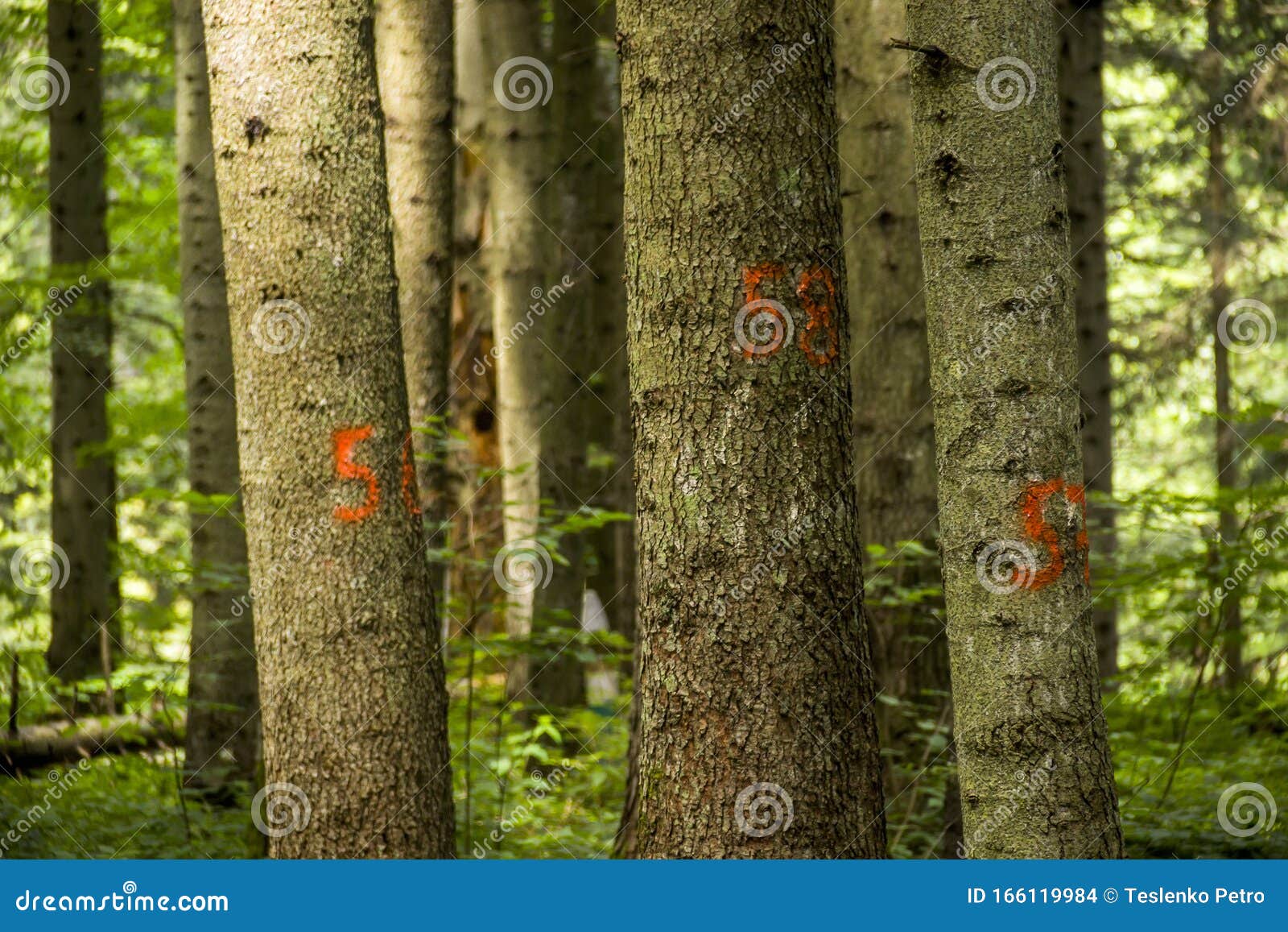 A numbered tree in forest stock photo. Image of sign - 166119984