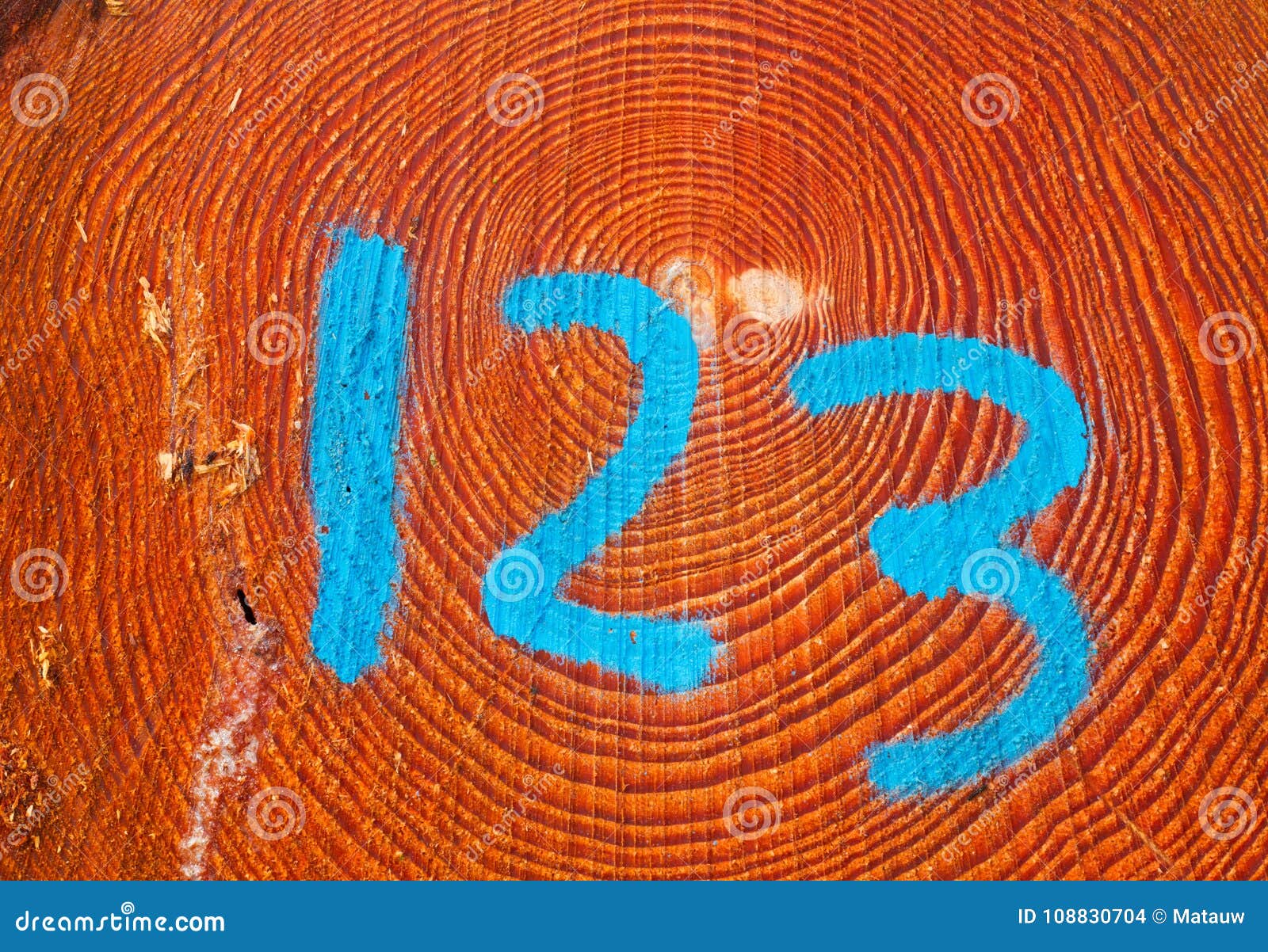 Marked log of a pine tree stock photo. Image of industry - 108830704