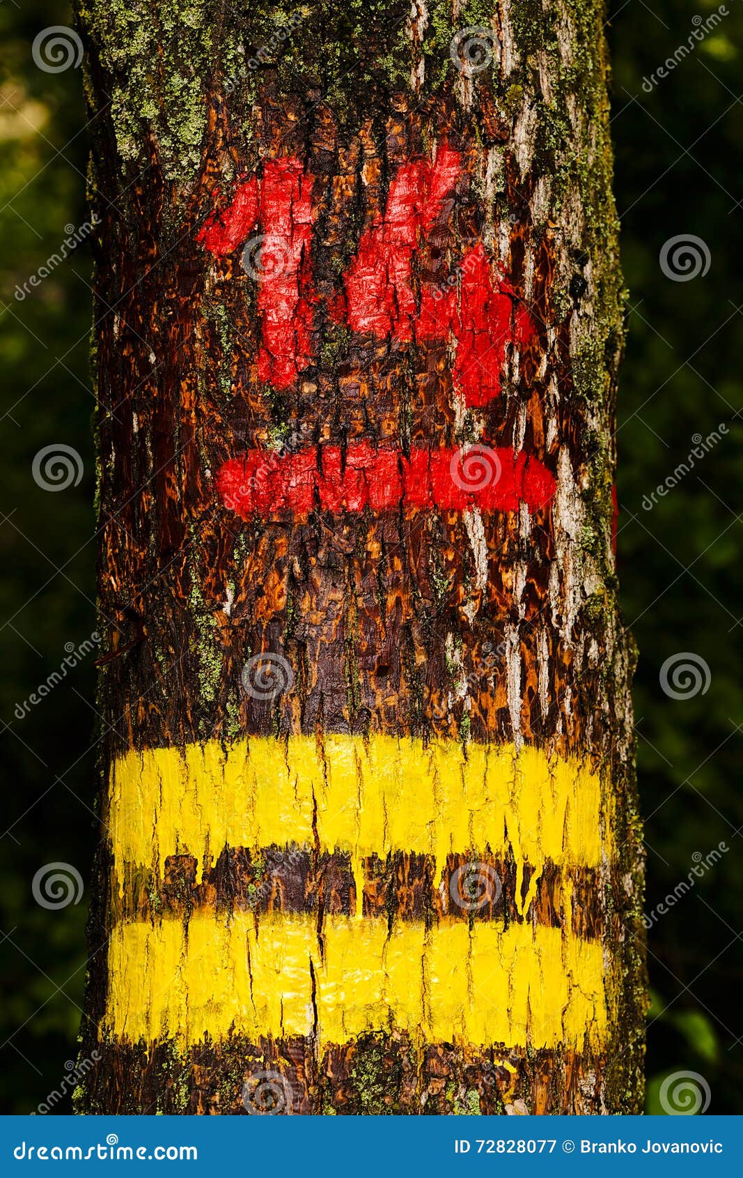 Numbers on trees stock image. Image of numeration, fourteen - 72828077