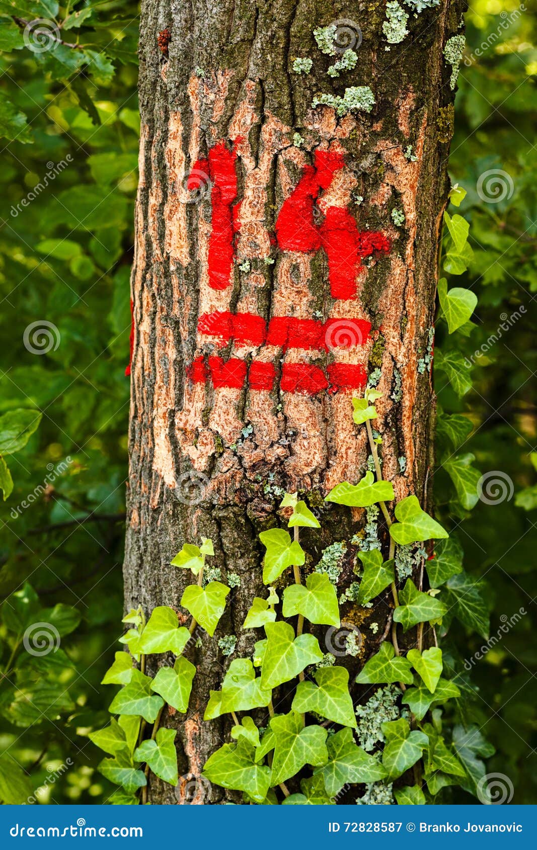 Numbers on trees stock image. Image of trunk, natural - 72828587
