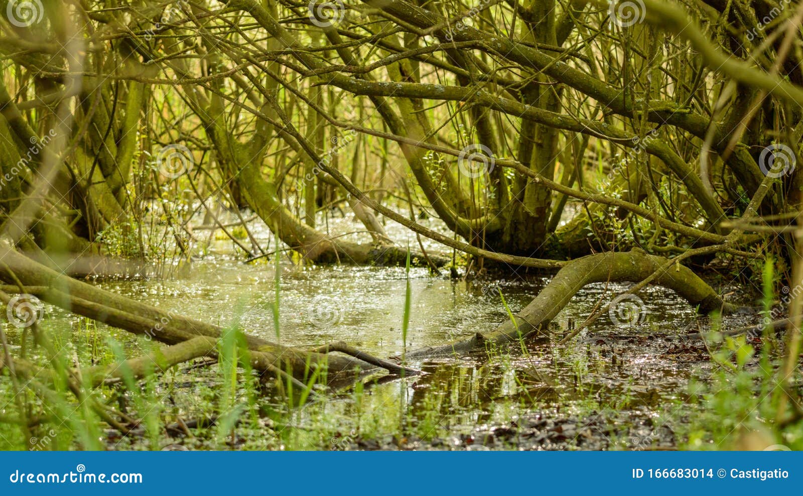 Numerous Bent Tree Branches Protruding Over the Water, Swampy Area ...