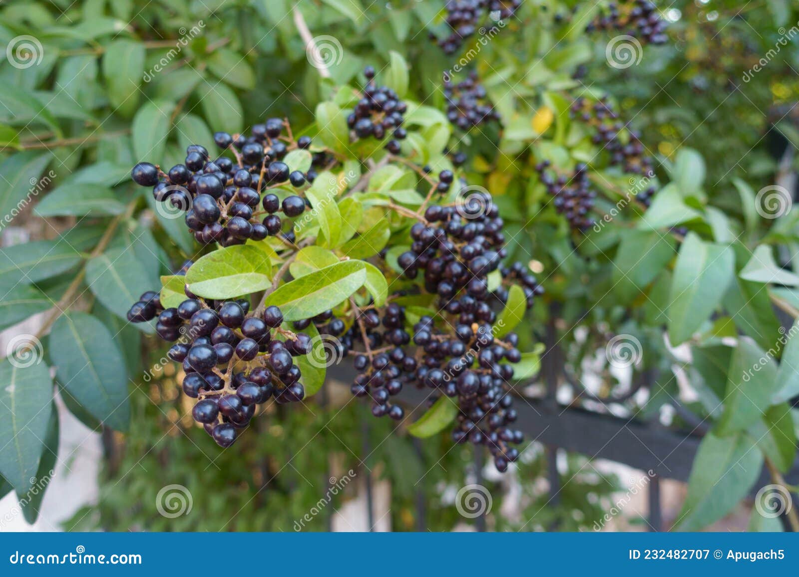 Black Ligustrum Lucidum Berries Royalty-Free Stock Photography ...