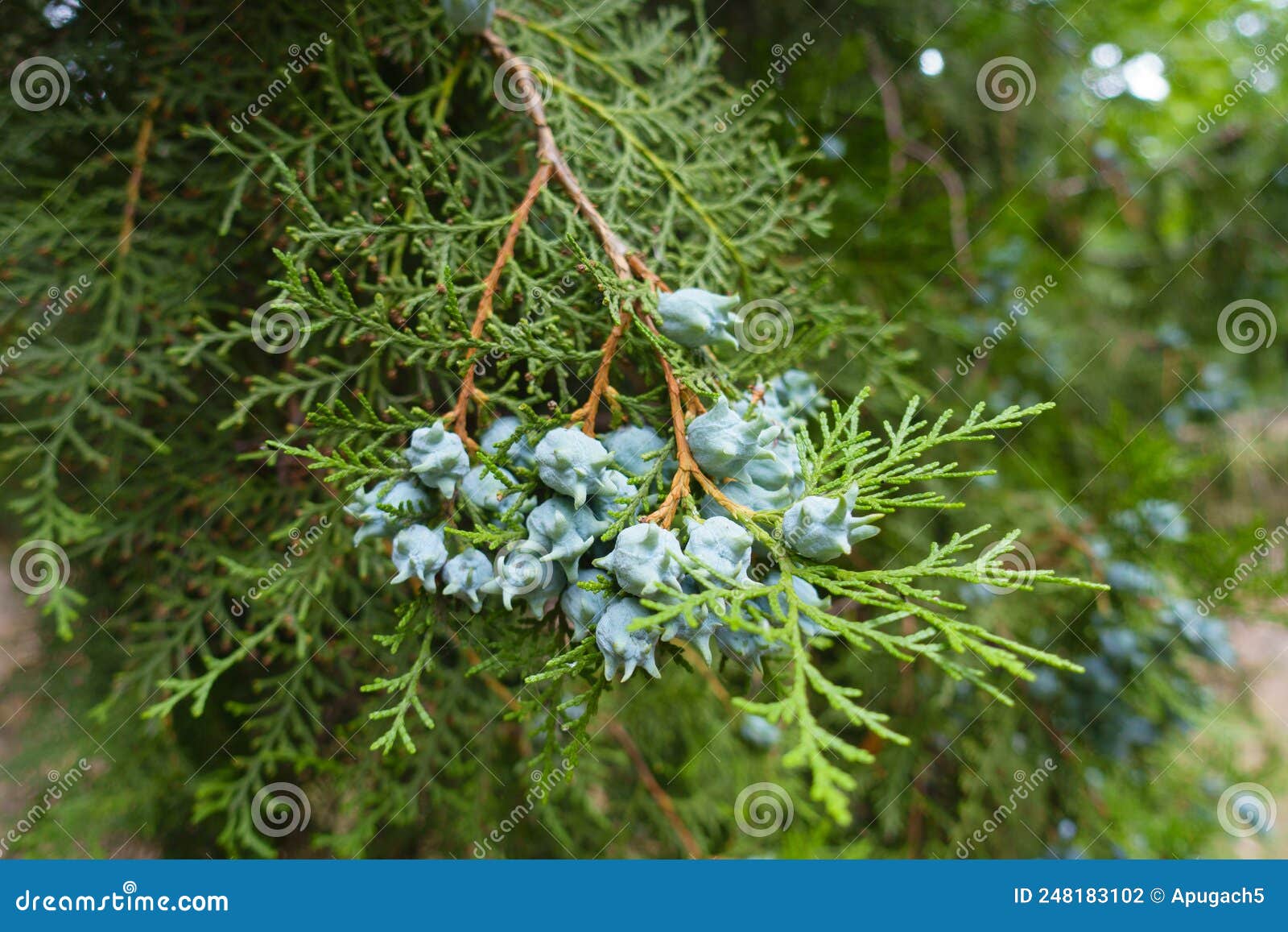 Numerous Blue Cones of Platycladus Orientalis in July Stock Photo ...