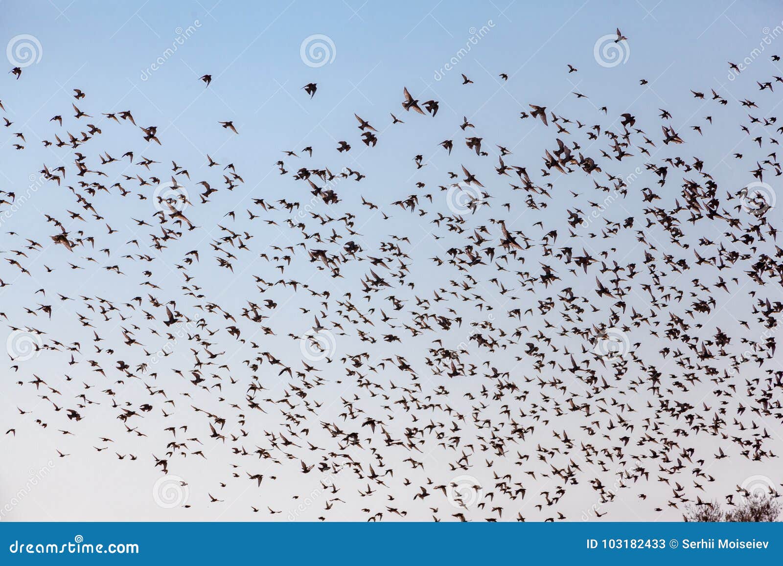 A swarm of birds stock image. Image of murmurations - 103182433