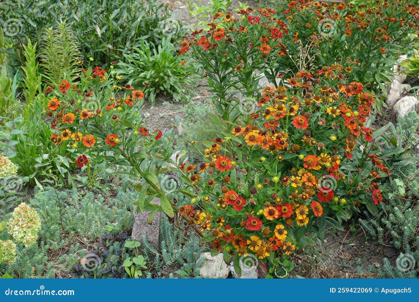 Numerous Red and Orange Flowers of Helenium Autumnale in August Stock ...