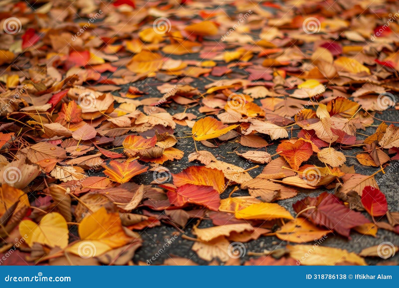 Numerous Rustling Leaves Covering the Pathway, Crisp, Rustling Leaves ...