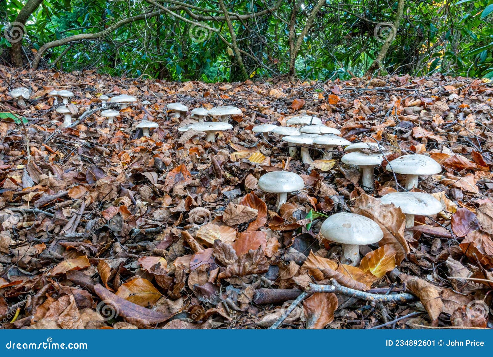 Woodland Toadstools On The Forest Floor Discovered During A Morning ...