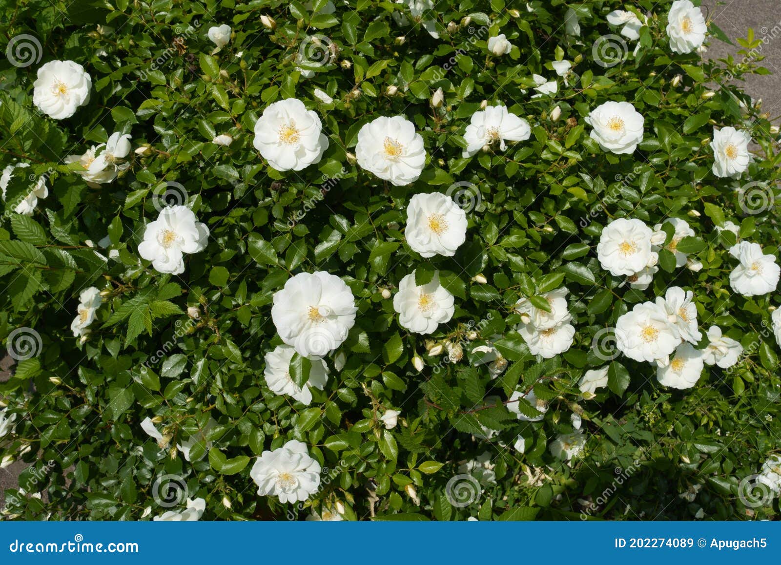 Numerous White Semi-double Flowers of Roses in May Stock Image - Image ...