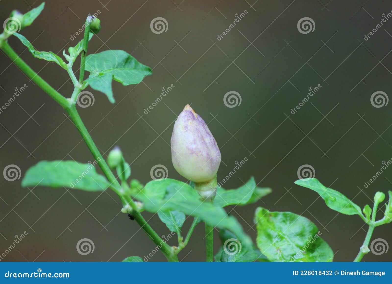 NuMex Twilight Chile Plant with Fruit and Buds Stock Photo - Image of ...