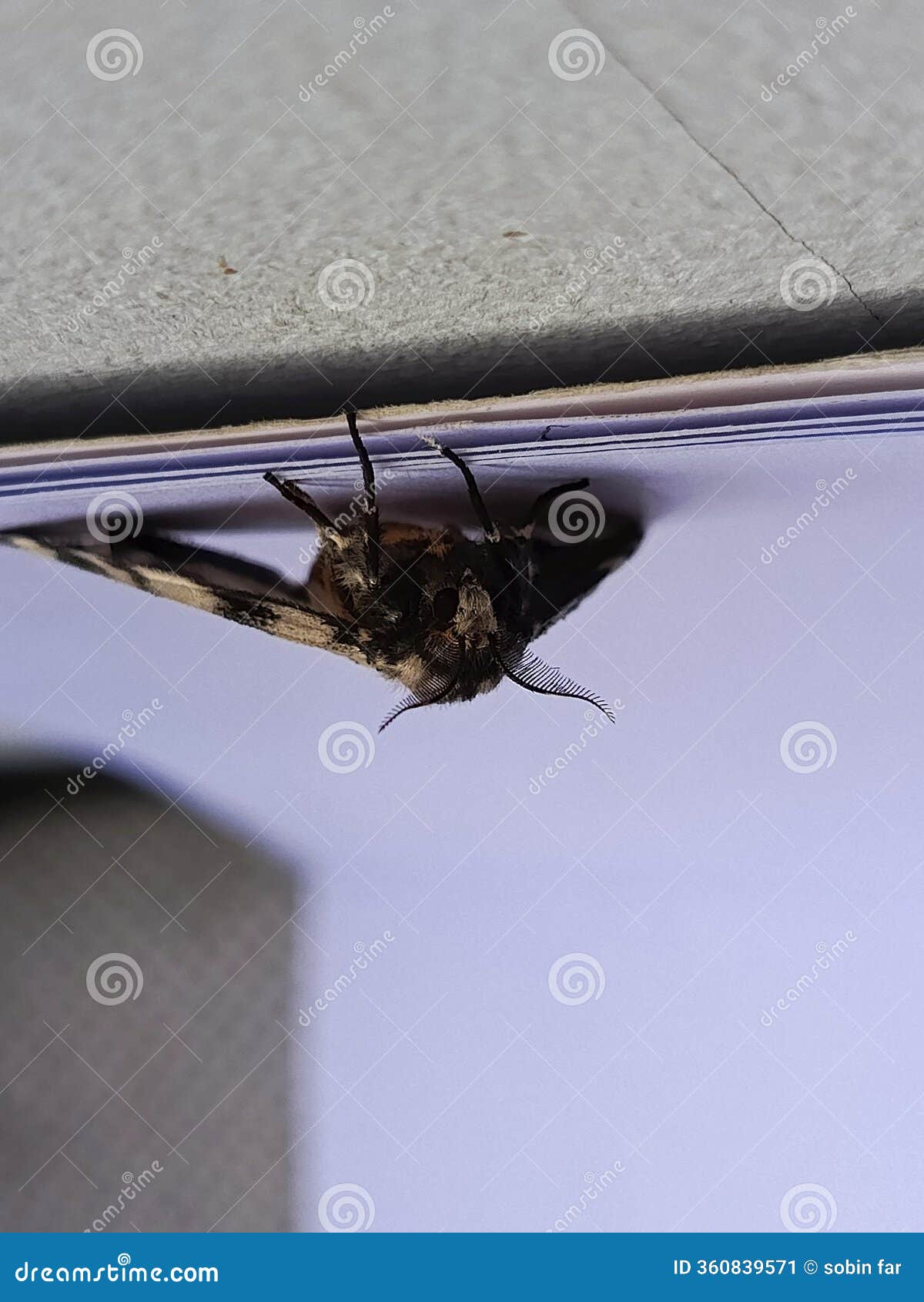 Nun moth stock image. Image of moth, landed, animal - 360839571