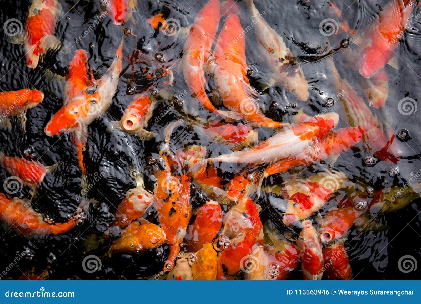 Nuotata Operata Del Pesce Della Carpa in Acqua Fotografia Stock ...