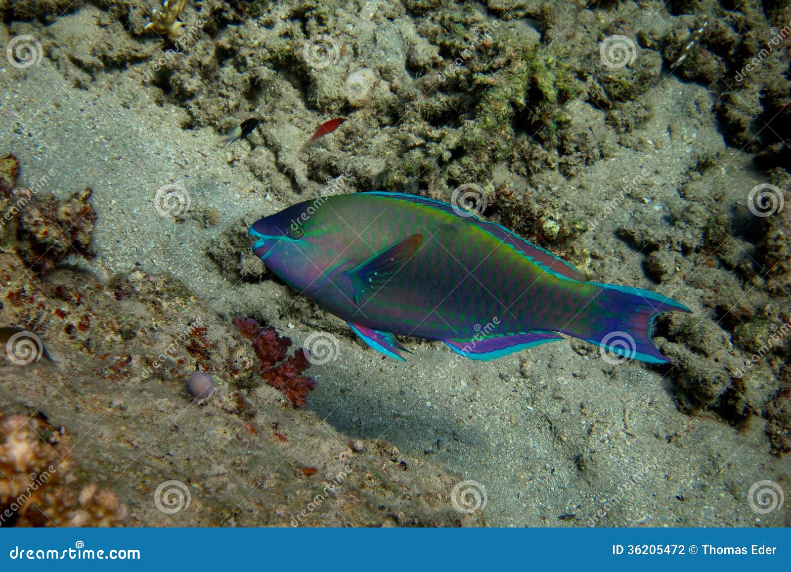 Nuotate Del Pesce Pappagallo Fotografia Stock - Immagine di fotografia ...