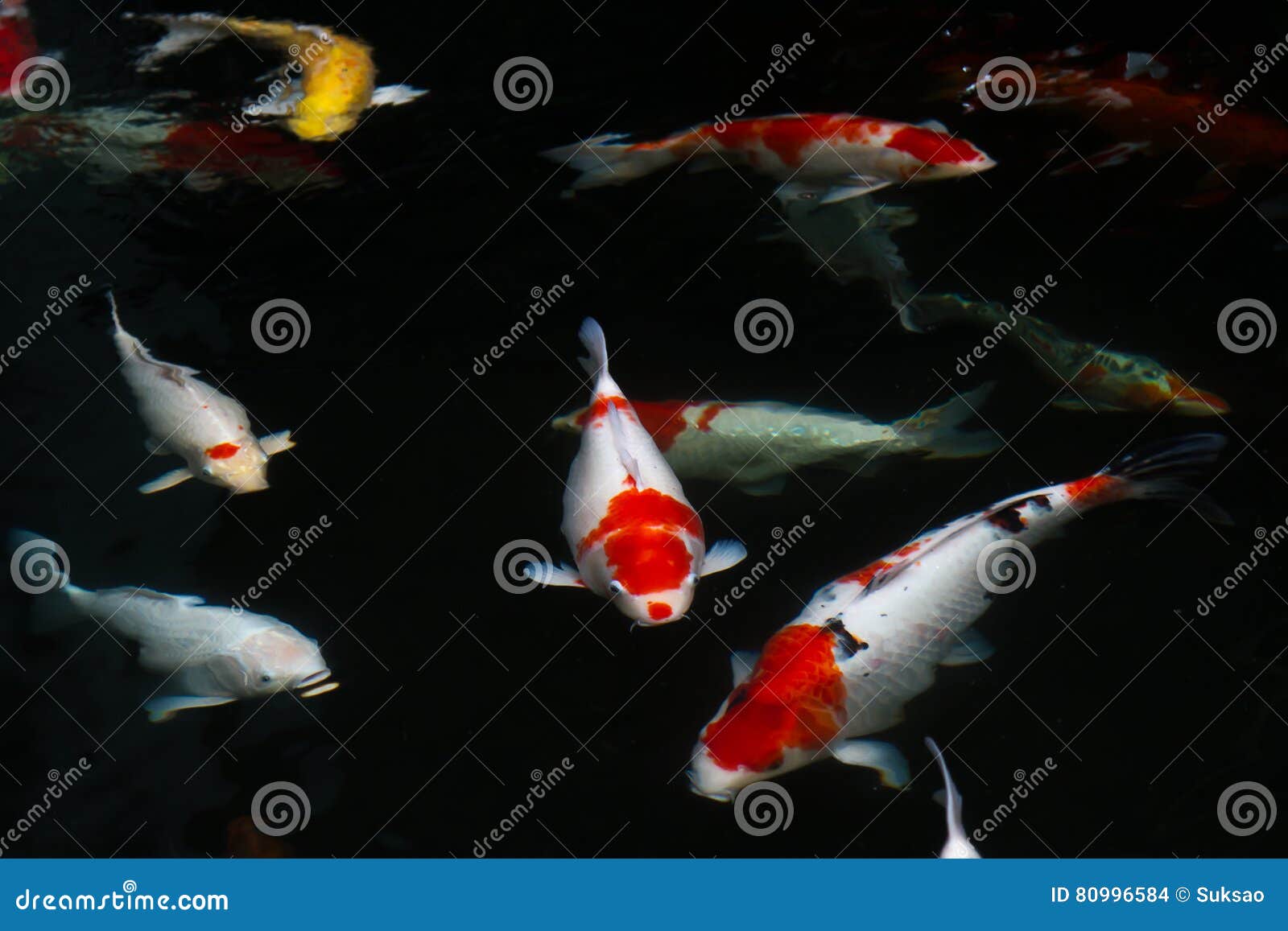 Nuoto Del Pesce Della Carpa Nello Stagno Fotografia Stock - Immagine di ...