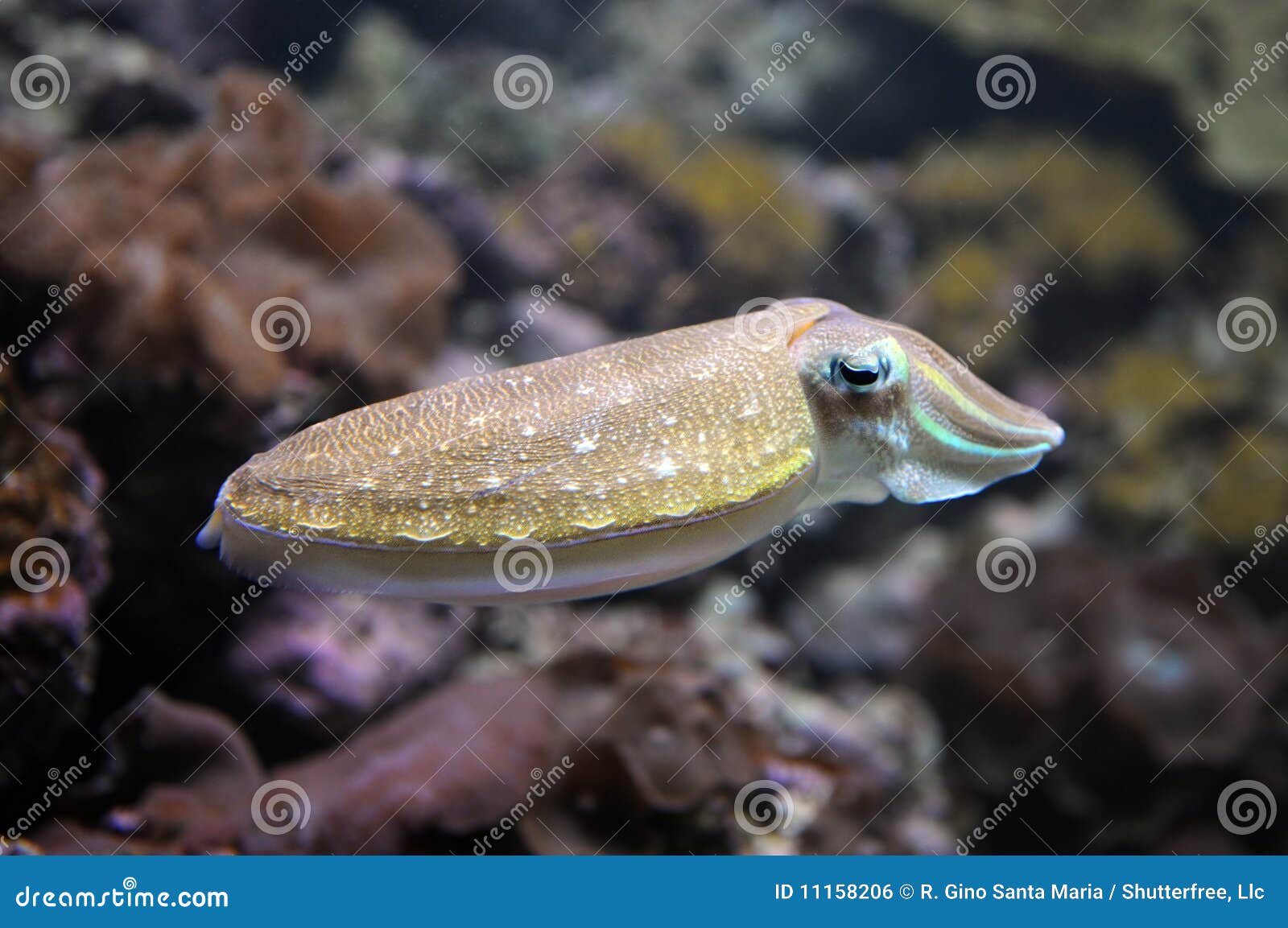 Nuoto delle seppie fotografia stock. Immagine di marino - 11158206