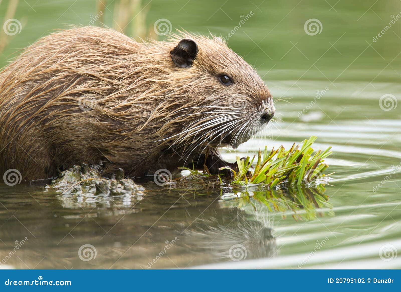 Nuoto di Nutria fotografia stock. Immagine di ondatra - 20793102