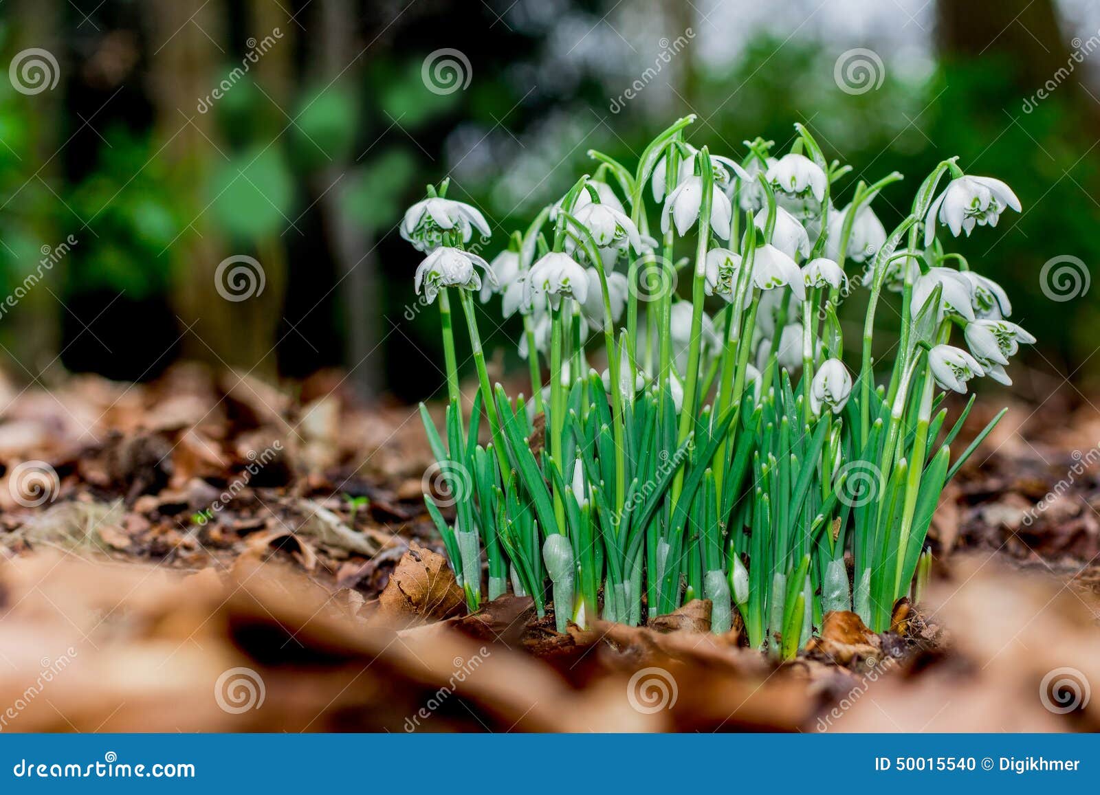 Nuovo bucaneve fotografia stock. Immagine di particolare - 50015540