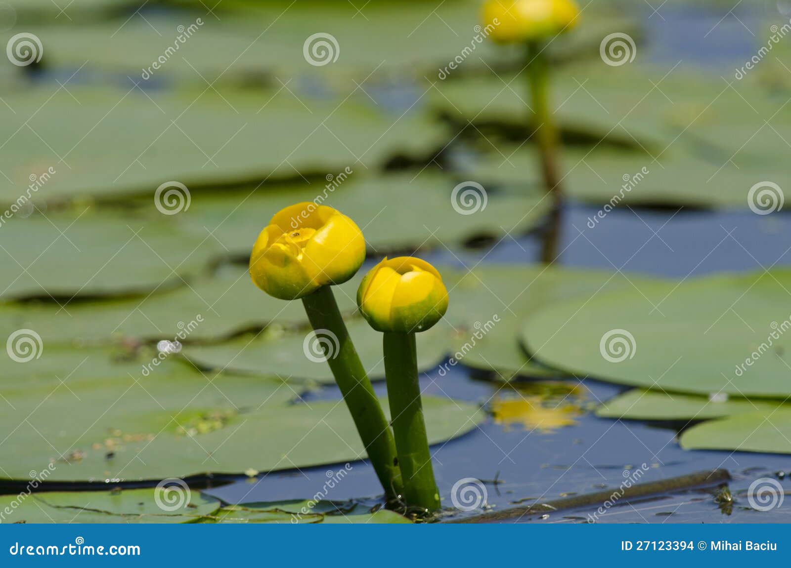 Orange Nuphar Flower, Green Field On Lake, Water-lily, Pond-lily ...