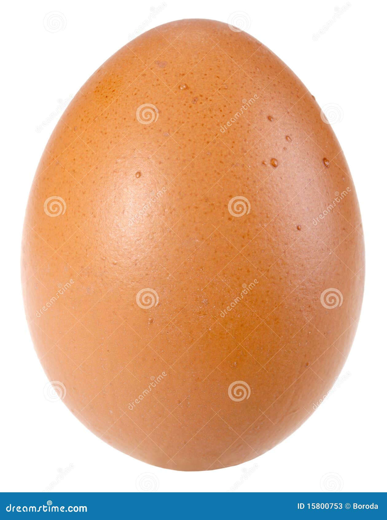 Nur Einzelnes Braunes Vogelei Stockbild - Bild von nahaufnahme, leben ...