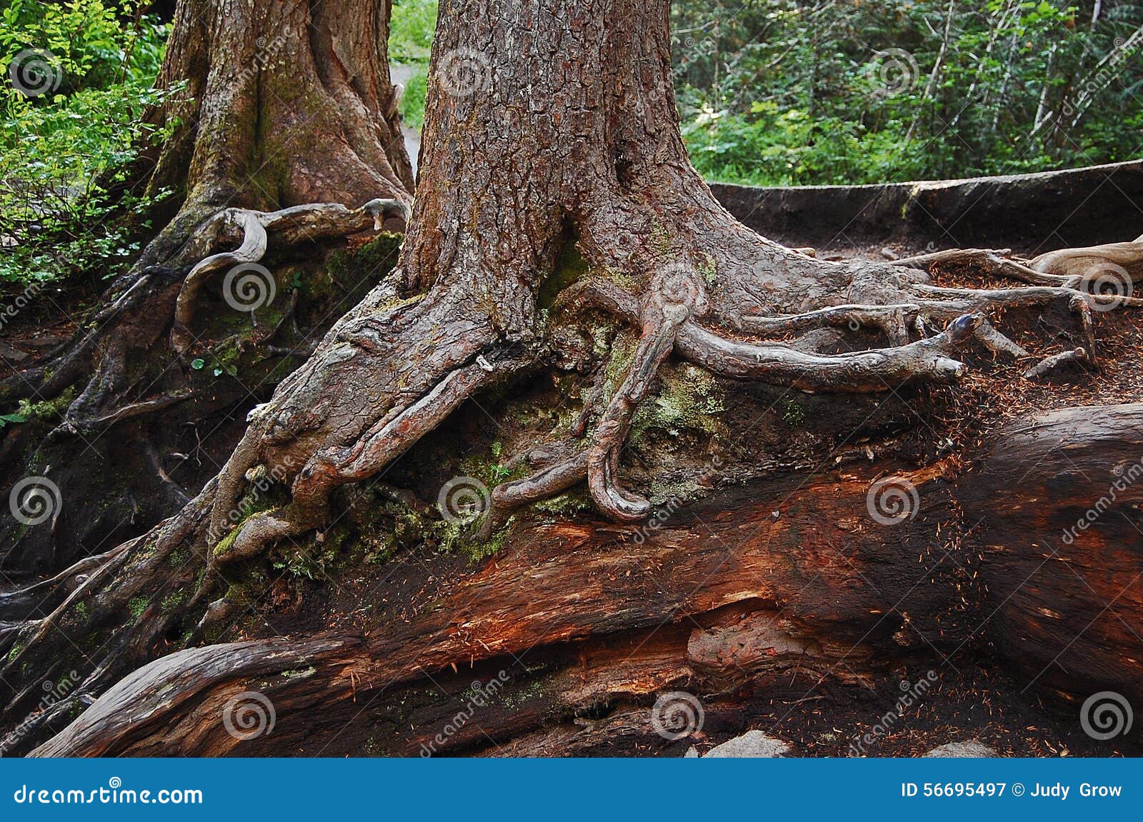 Nurse log in the Forest stock image. Image of forest - 56695497