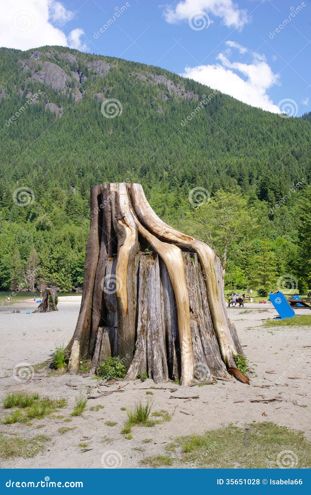Nurse log stock photo. Image of trees, rainforest, seedlings - 35651028