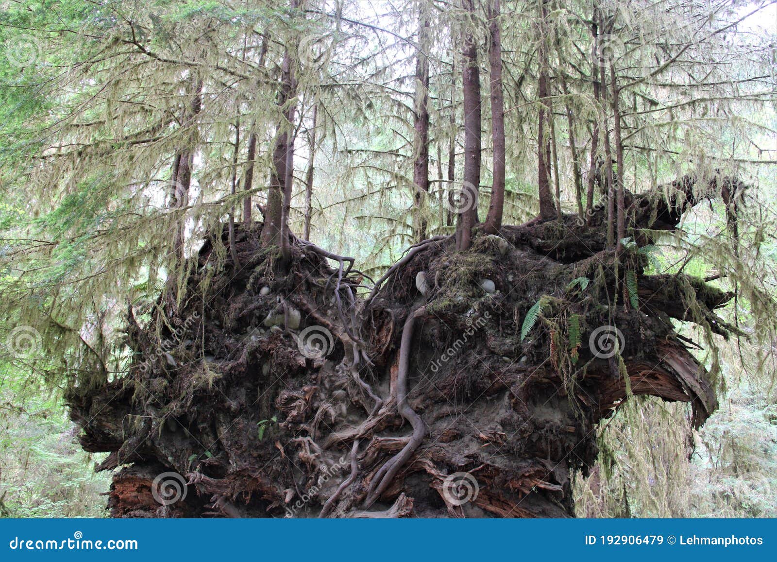 Nurse Log Trees Growing on Fallen Tree Stock Image - Image of cascade ...