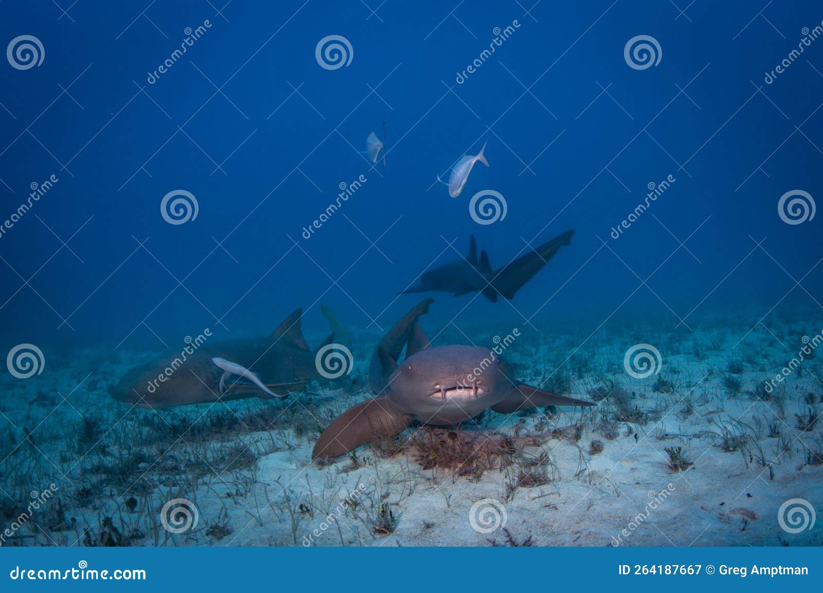 Nurse Shark stock image. Image of beach, life, wilderness - 264187667