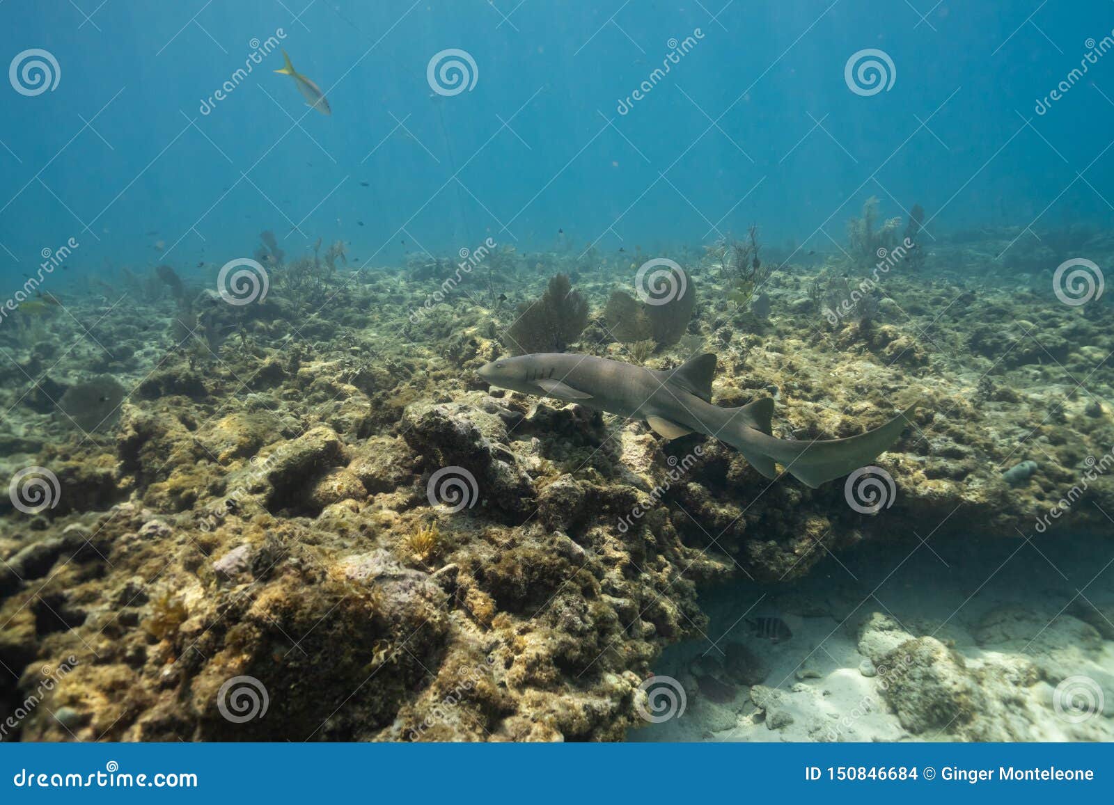 Nurse Shark Swimming in Snapper Ledge in Key Largo Stock Photo - Image ...