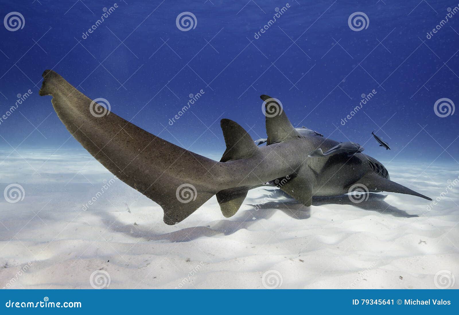 Hammerhead Shark Eating A Stingray