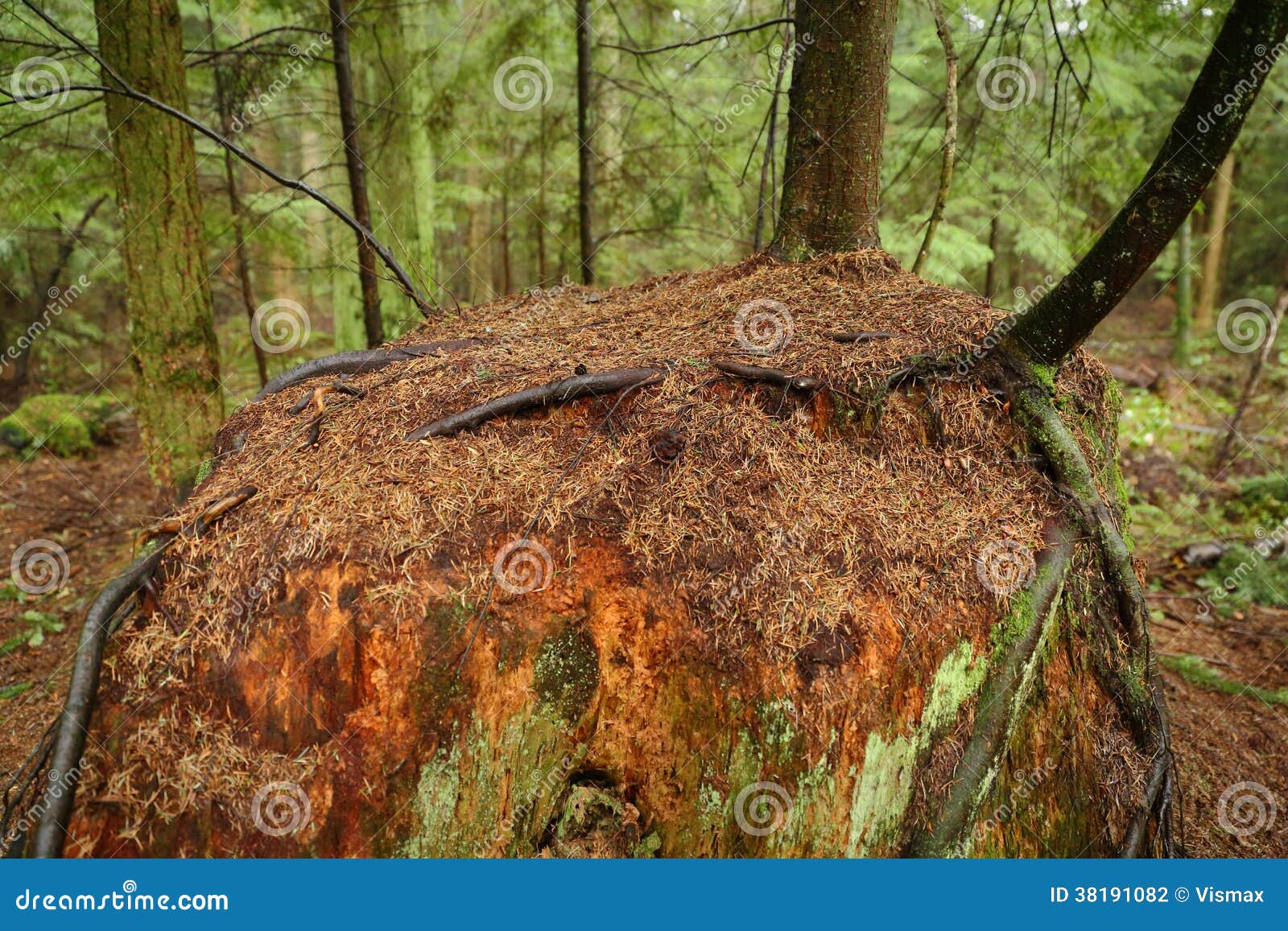 Nurse Stump, Coastal Rainforest Stock Photo - Image of evergreen ...