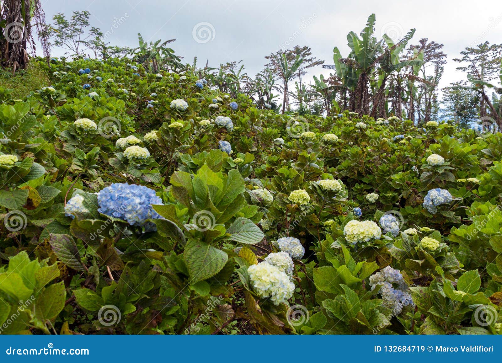 Nursery Field with Blooming Pink, Purple and Blue Hydrangeas Stock ...