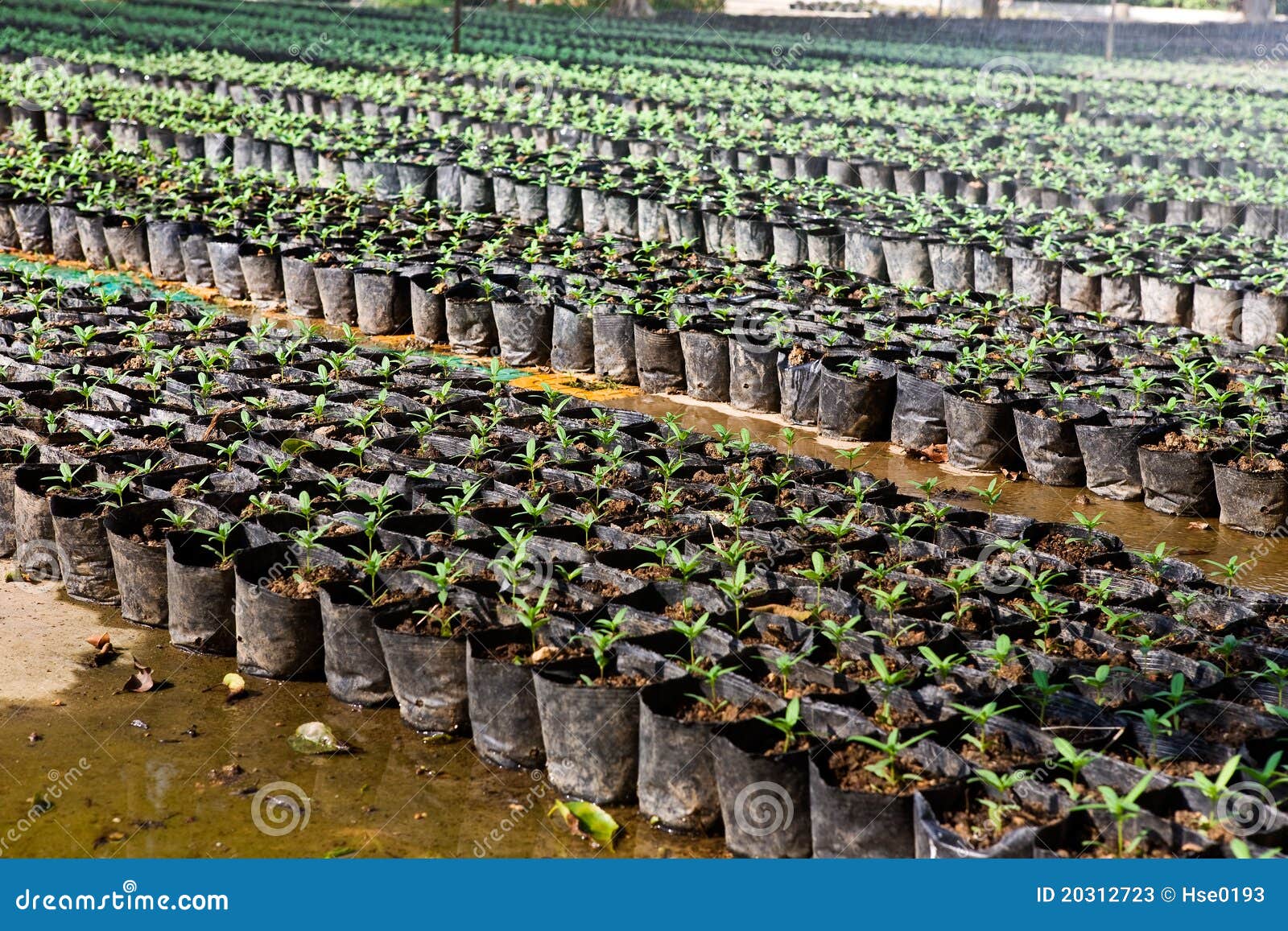 Nursery garden stock image. Image of farming, gardening - 20312723