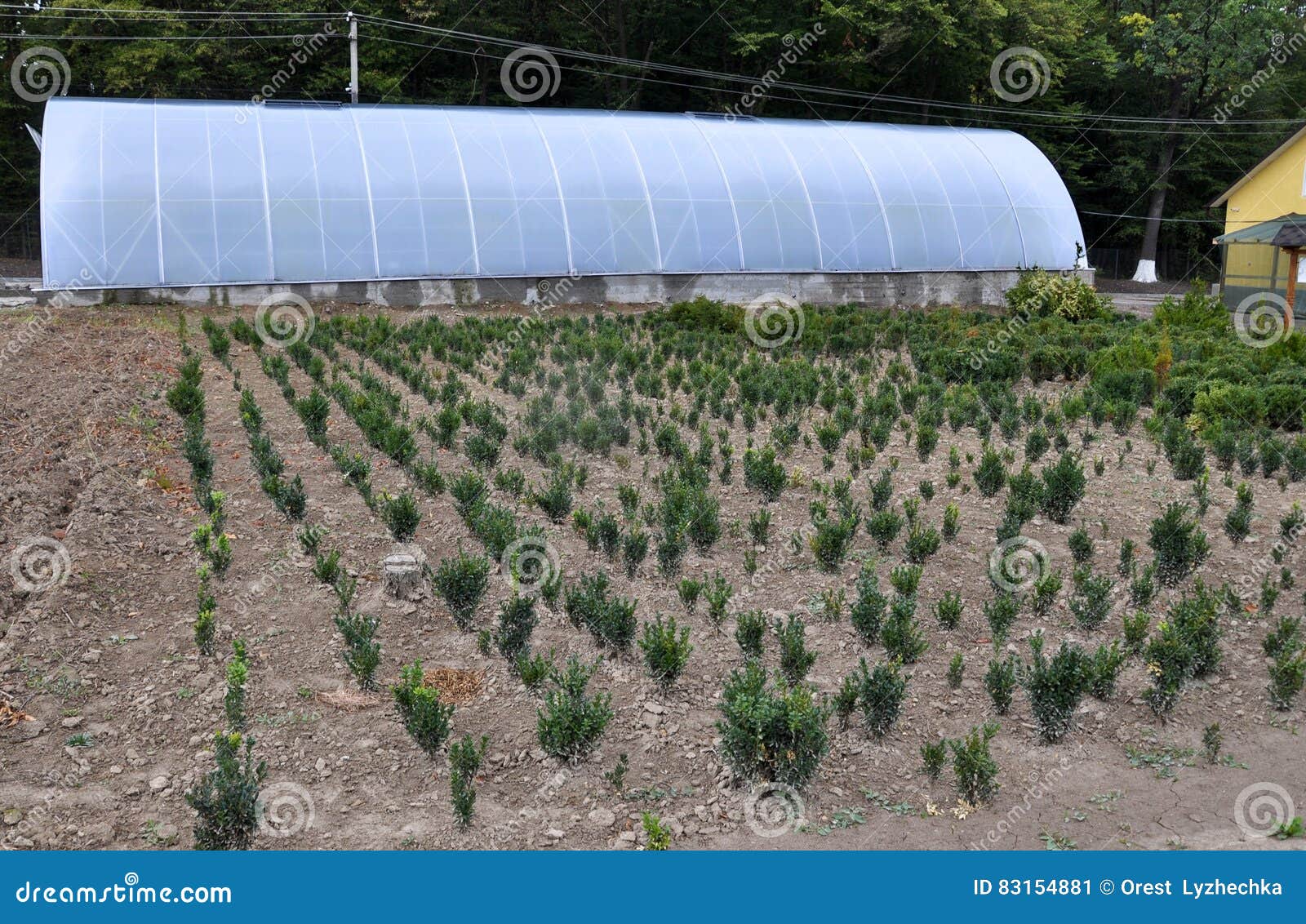 Nursery for Growing Forest Crops Stock Image - Image of tree, garden ...