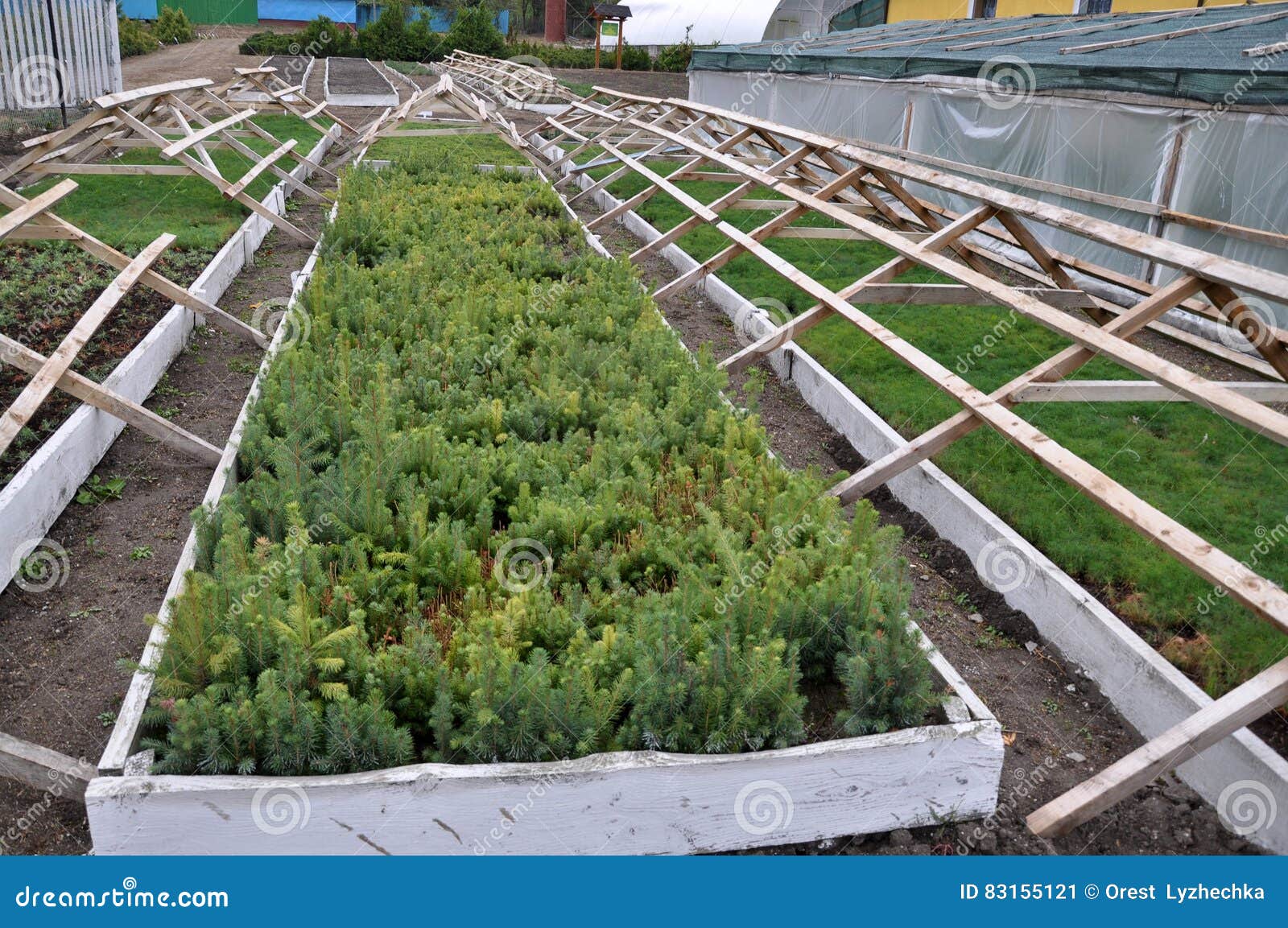 Nursery for Growing Forest Crops Stock Image - Image of timber ...