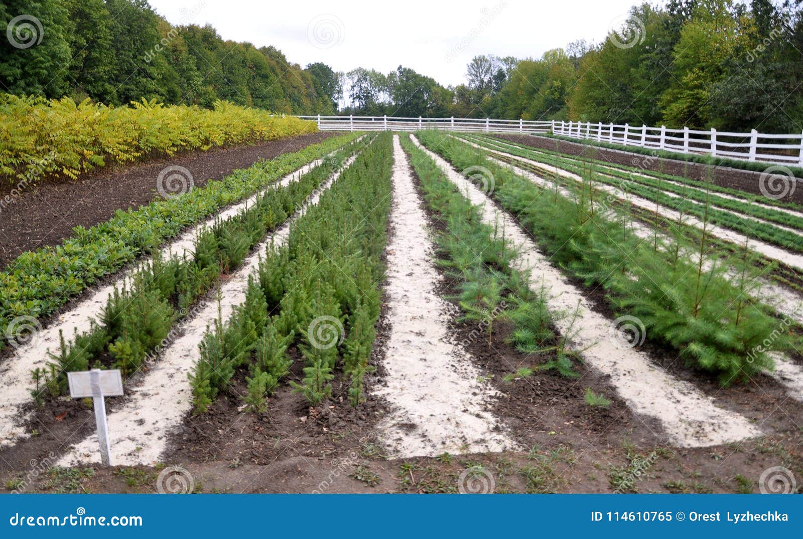 Nursery for Growing Forest Tree Saplings Stock Image - Image of field ...