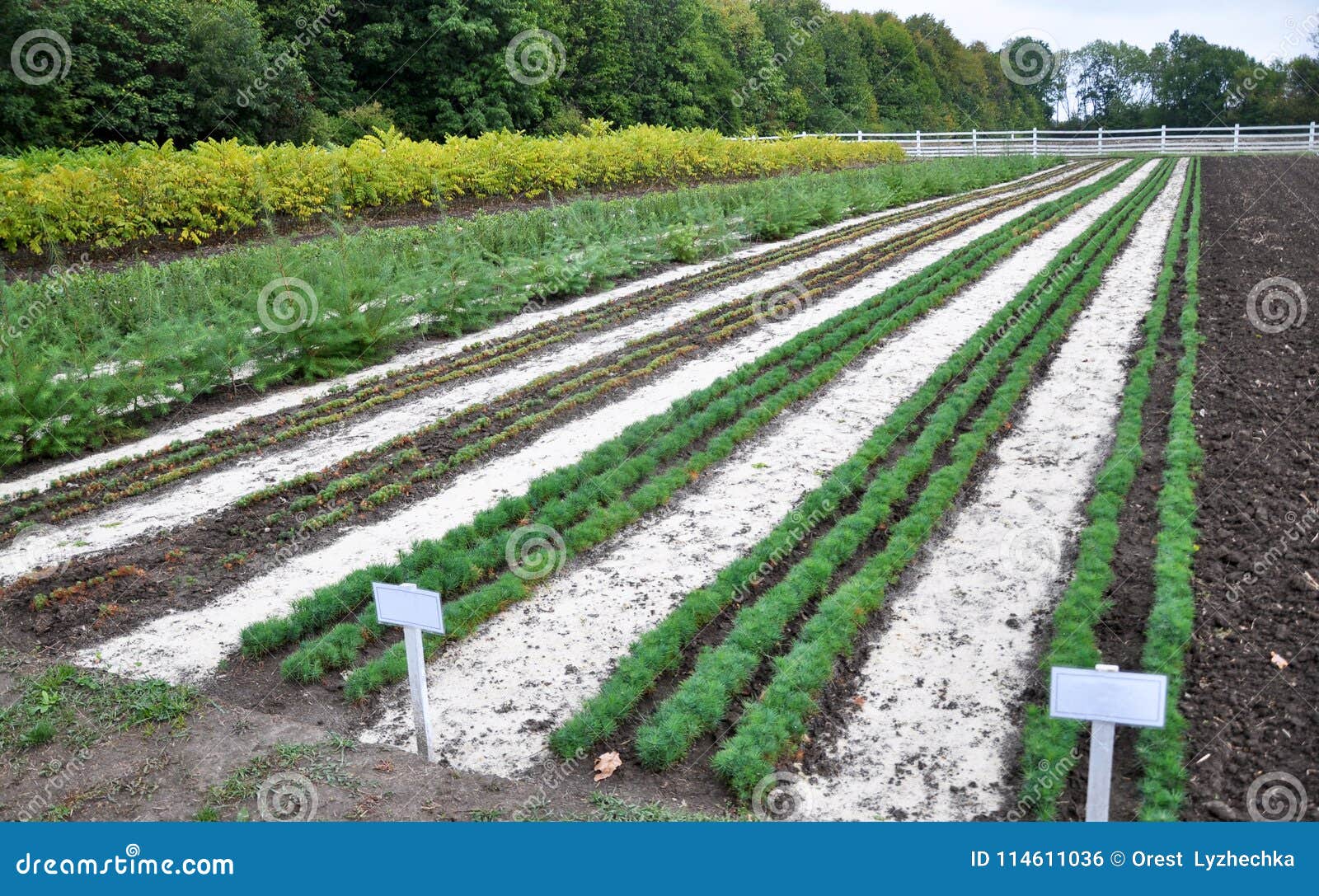 Nursery for Growing Forest Tree Saplings Stock Photo - Image of ...
