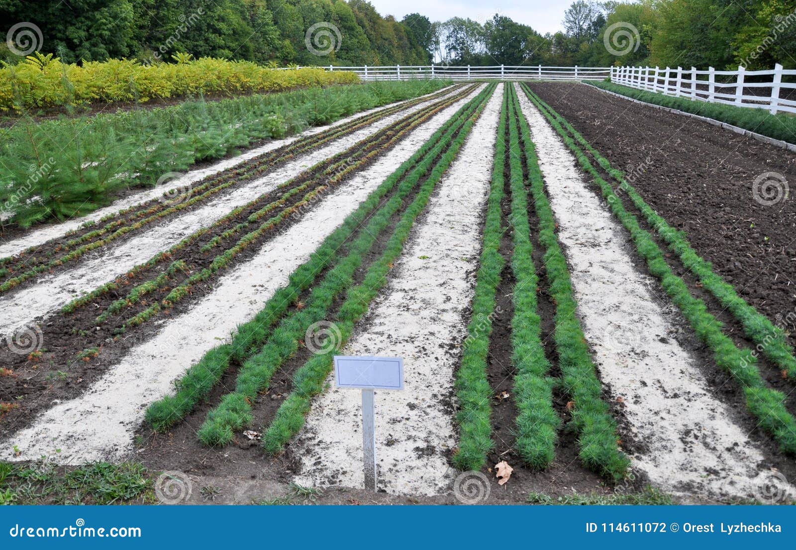 Nursery for Growing Forest Tree Saplings Stock Photo - Image of ...