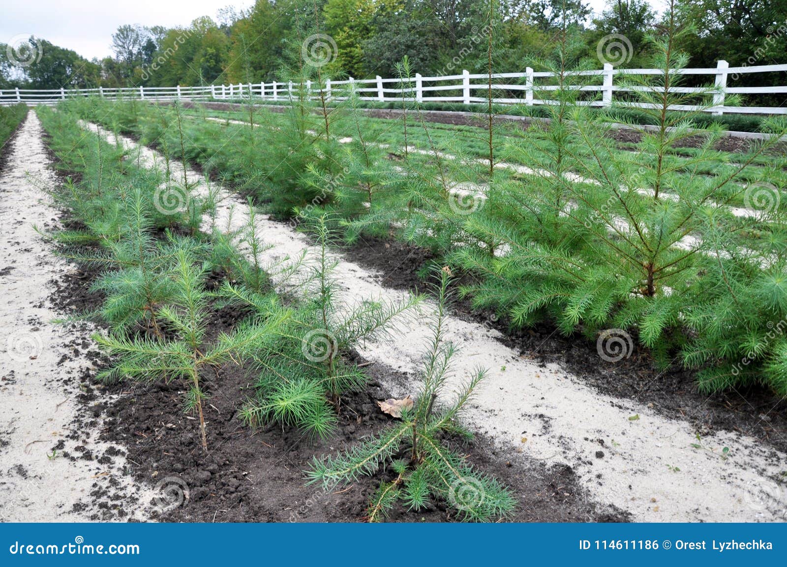 Nursery for Growing Forest Tree Saplings Stock Photo - Image of ...