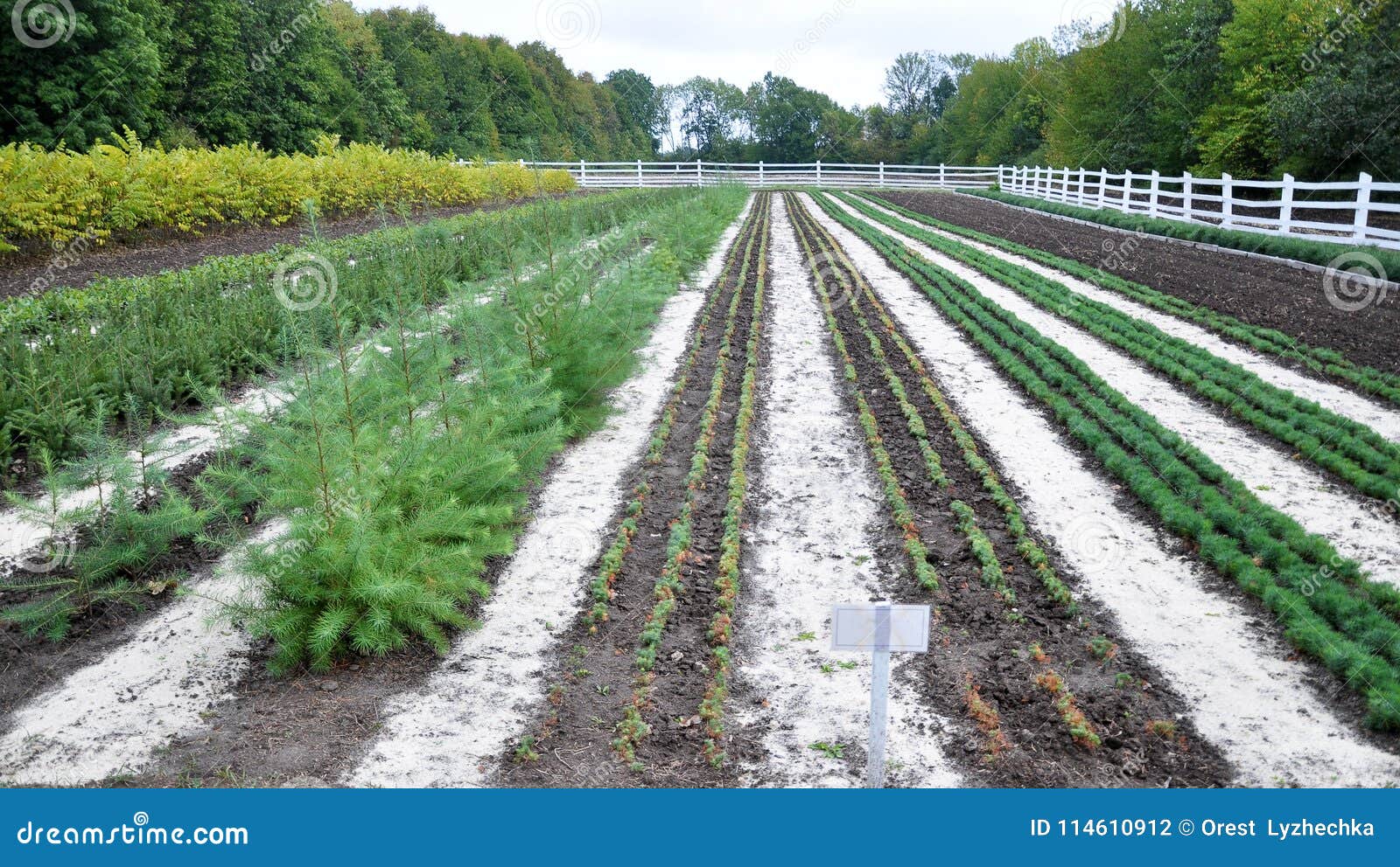 Nursery for Growing Forest Tree Saplings Stock Photo - Image of maple ...