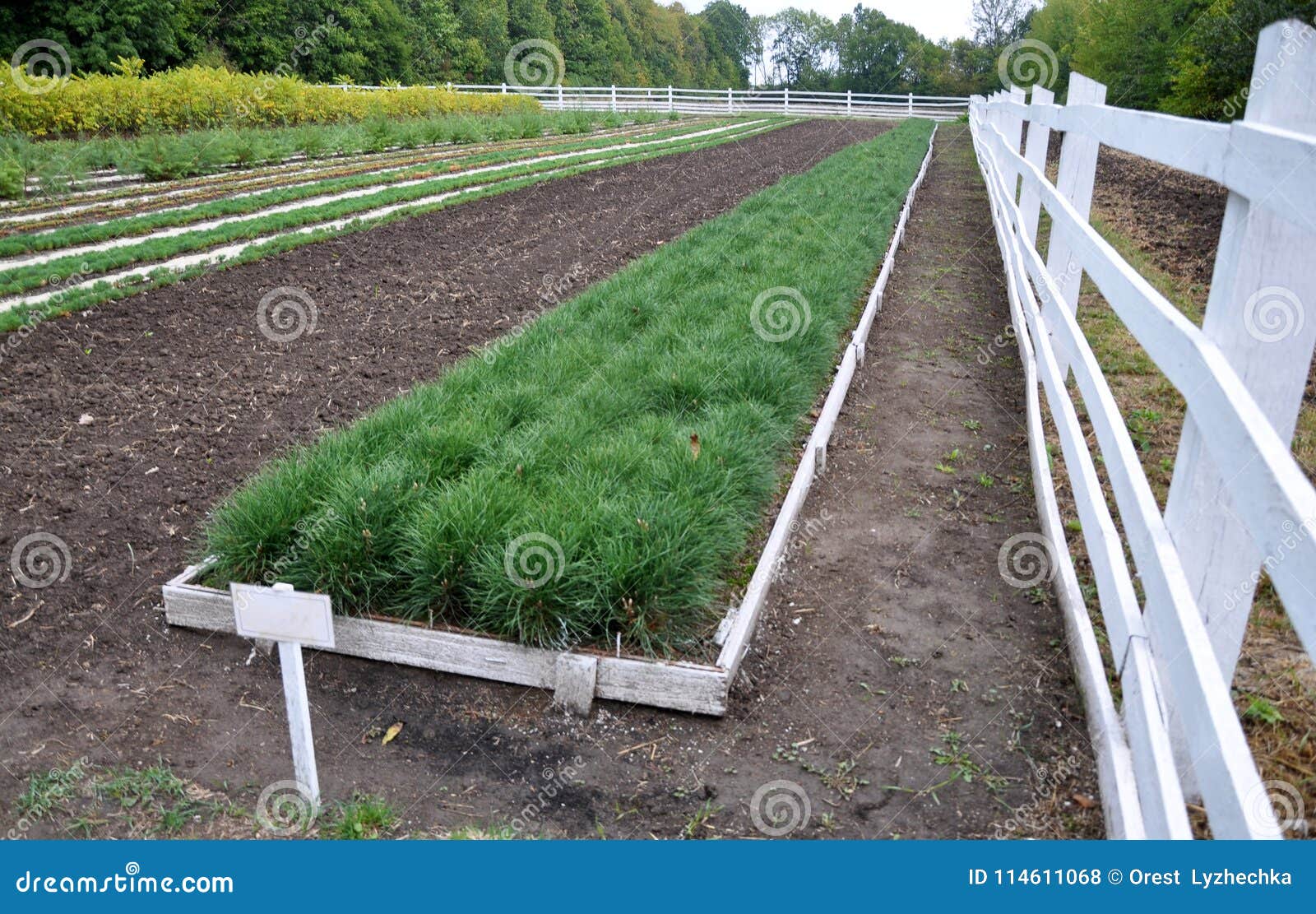 Nursery for Growing Forest Tree Saplings Stock Photo - Image of ...