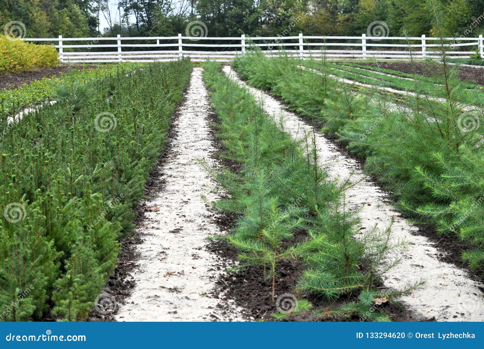 Nursery for Growing Forest Tree Saplings Stock Photo - Image of life ...