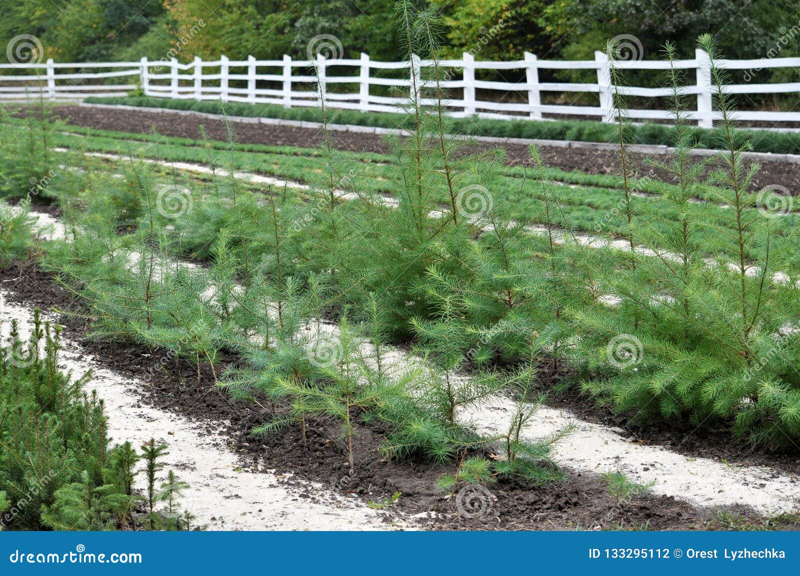 Nursery for Growing Forest Tree Saplings Stock Photo - Image of bushes ...
