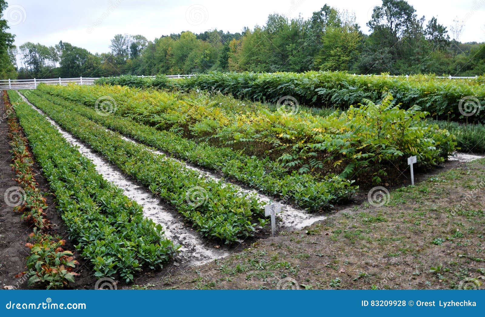 Nursery for Growing Plants_27 Stock Photo - Image of forestry ...