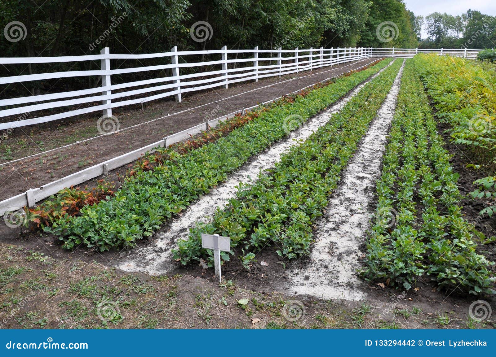 Nursery for Growing Forest Tree Saplings Stock Photo - Image of space ...